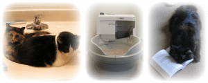 A Kitty Commode?!: The CatGenie 120 Review - The Gadgeteer