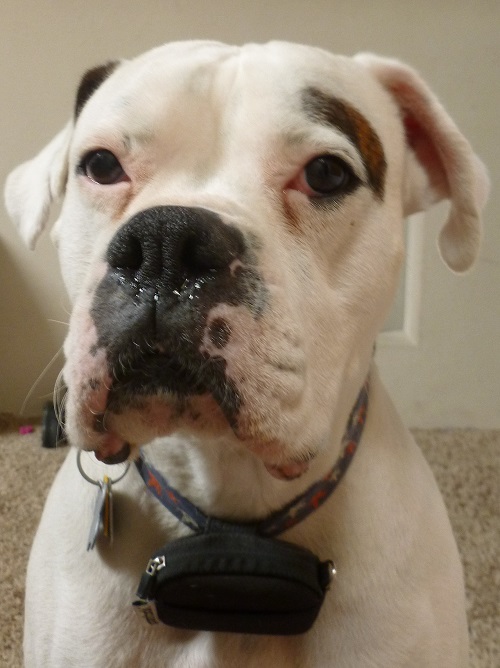 Securus SpotLite 2.0 GPS Pet Locator review - The Gadgeteer