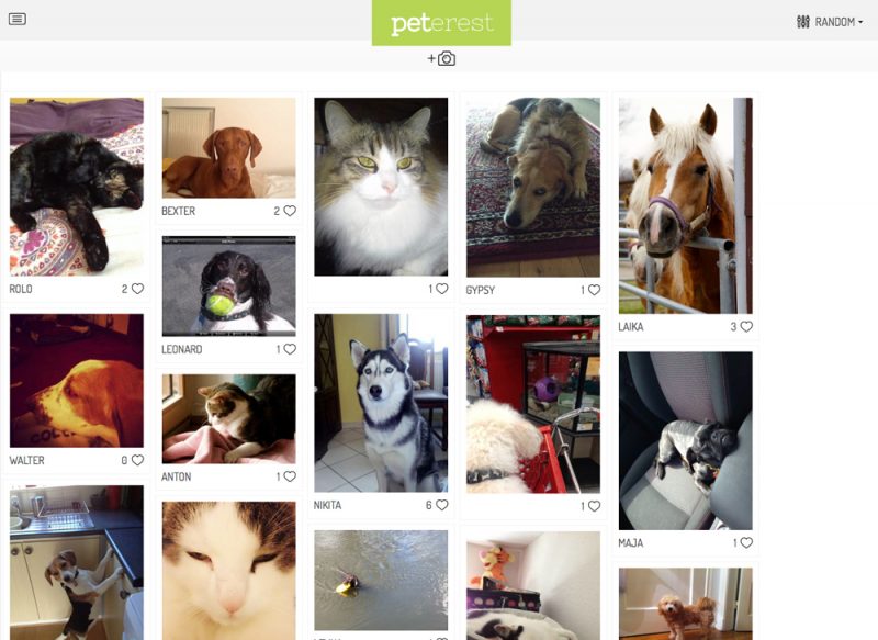 Peterest - a photo sharing and pinning site for animal lovers - The ...