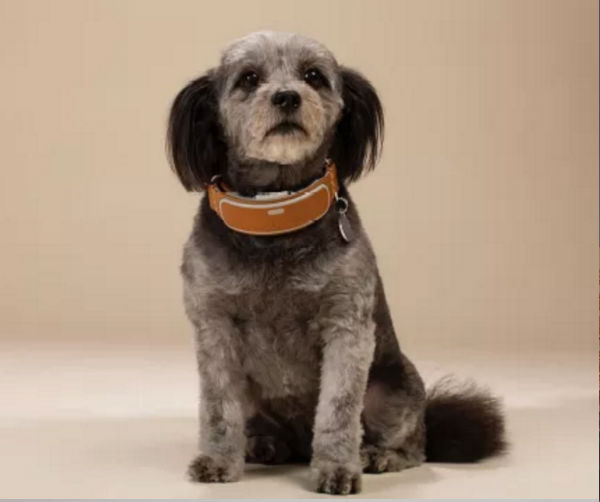 Locate your dog from anywhere in the world - The Gadgeteer