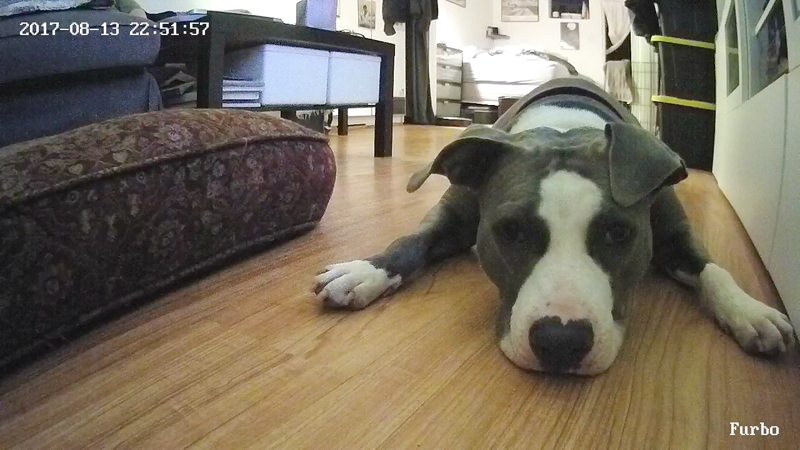 Furbo Dog Camera review - The Gadgeteer