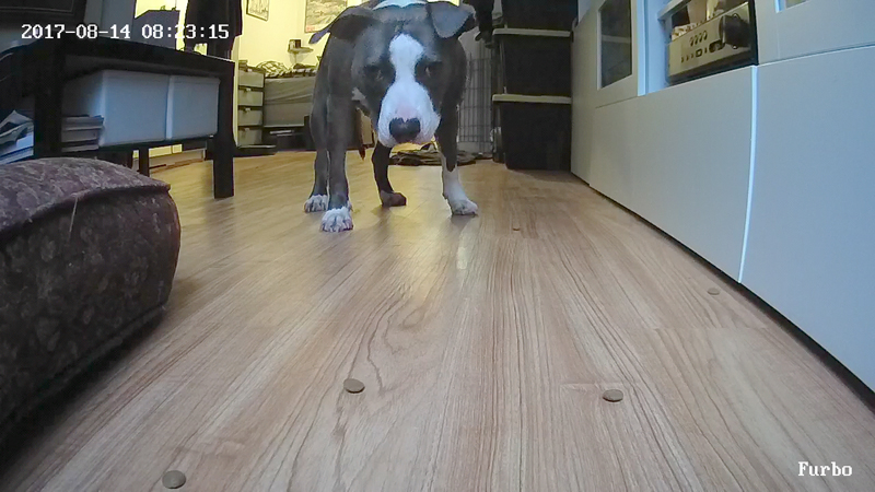 Furbo Dog Camera review - The Gadgeteer