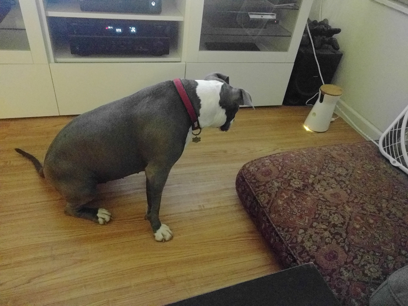 Furbo Dog Camera review - The Gadgeteer