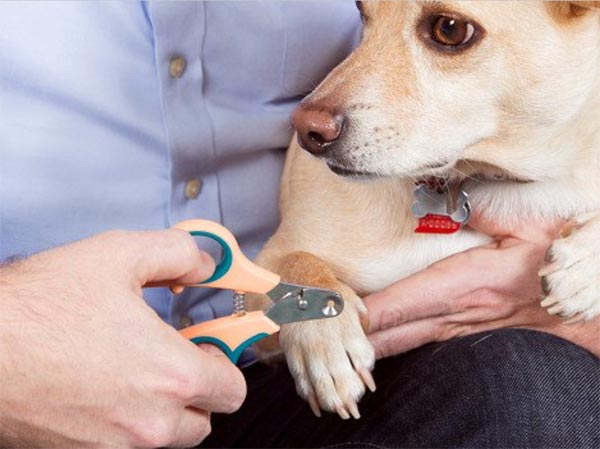 Clipping your pet's nails can be a peaceful experience with the Zen ...