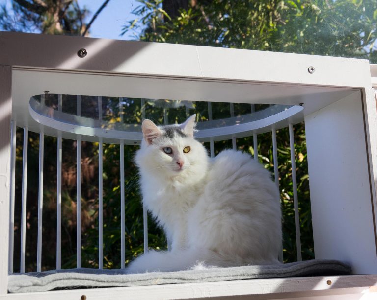 The Cat Solarium lets your cat enjoy the outdoors without leaving the ...