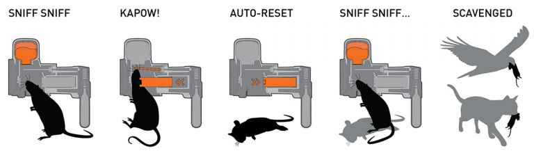 A humane trap that quickly dispatches mice and rats - The Gadgeteer