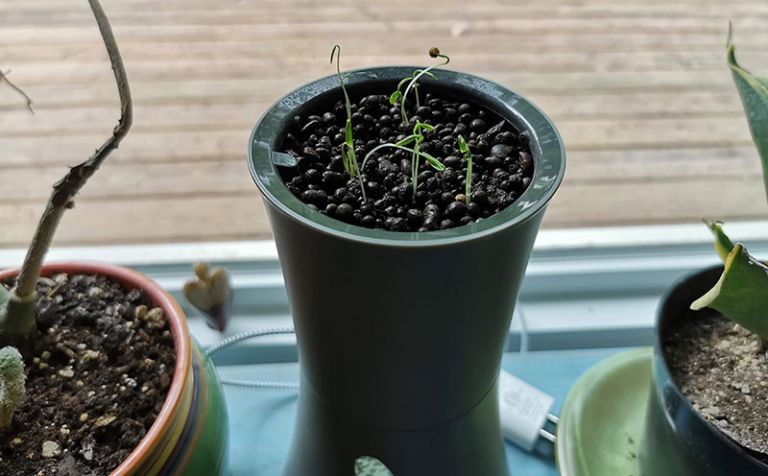 Botanium Hydroponic and Automatic Indoor Gardening Pot review - The ...