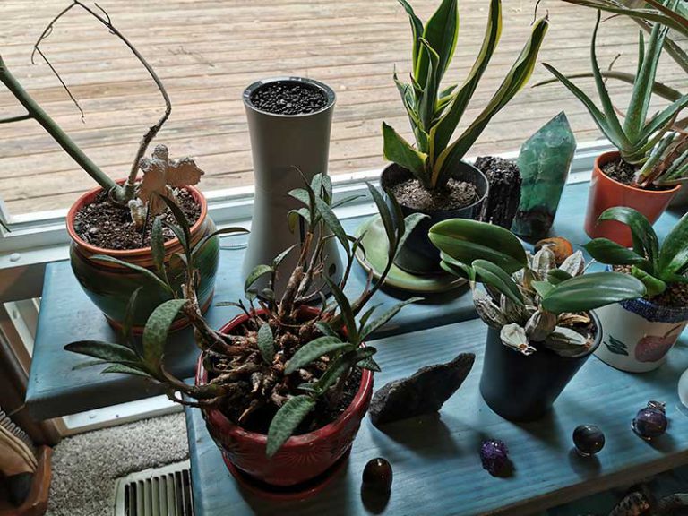 Botanium Hydroponic and Automatic Indoor Gardening Pot review - The ...