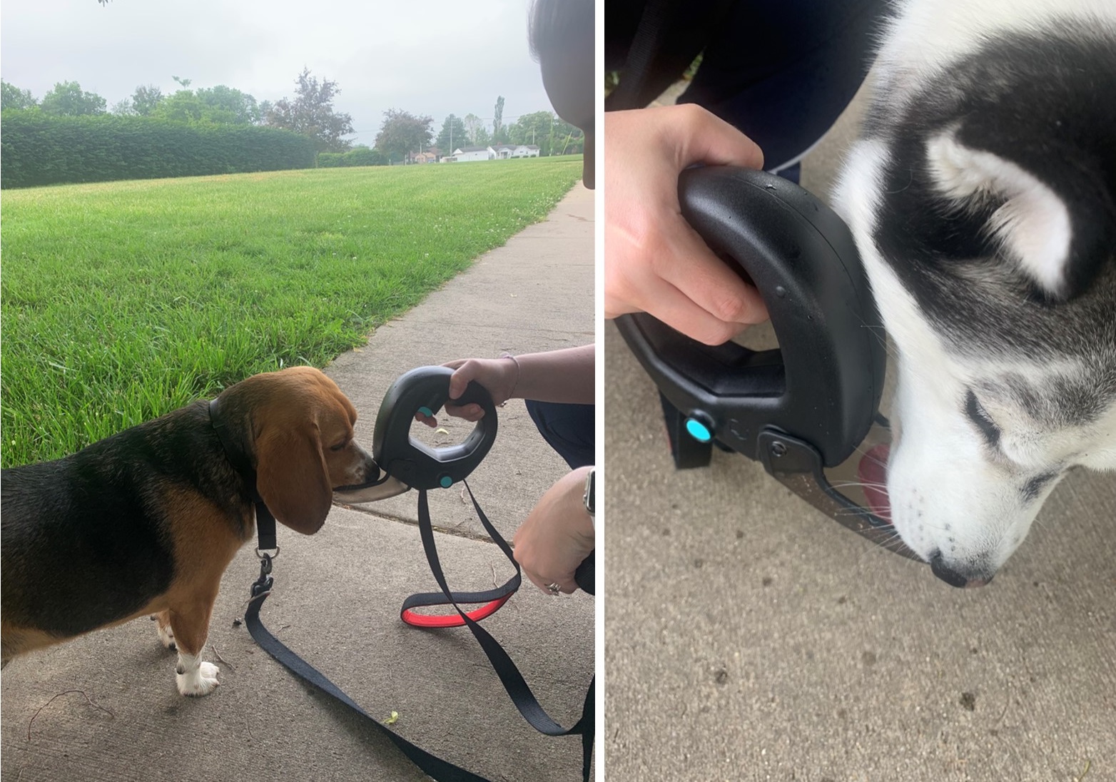 Spleash leash review - A dog leash with built-in doggy hydration - The ...