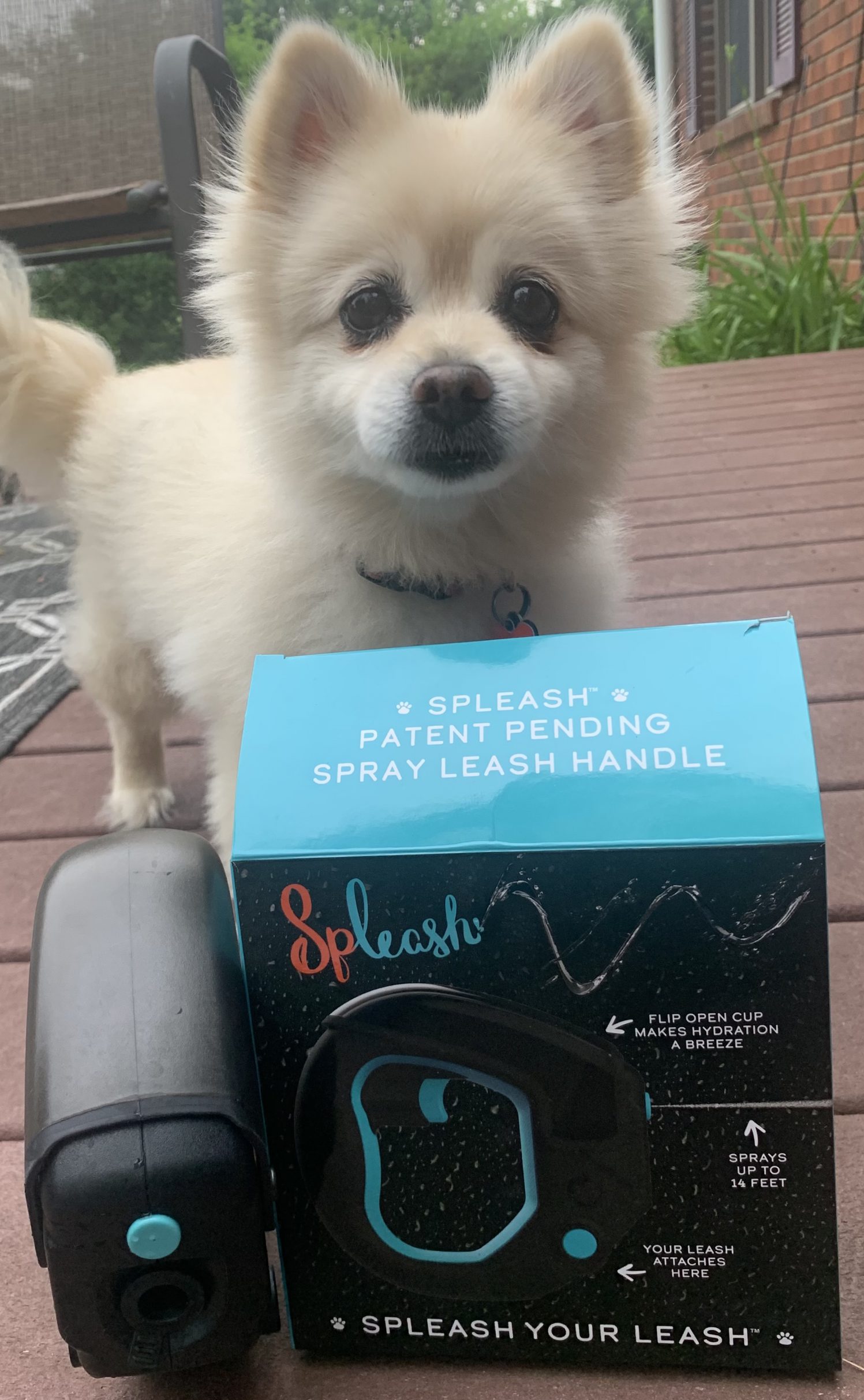Spleash leash review - A dog leash with built-in doggy hydration - The ...