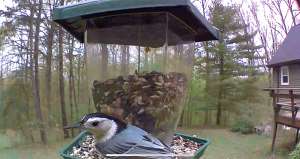 How I repurposed a Blink camera to create the ultimate birdwatching ...