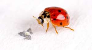 Check it out - "flying" microchips! - The Gadgeteer