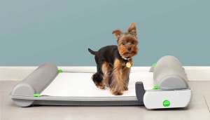 Here's the equivalent of a smart litter box but for dogs! - The Gadgeteer