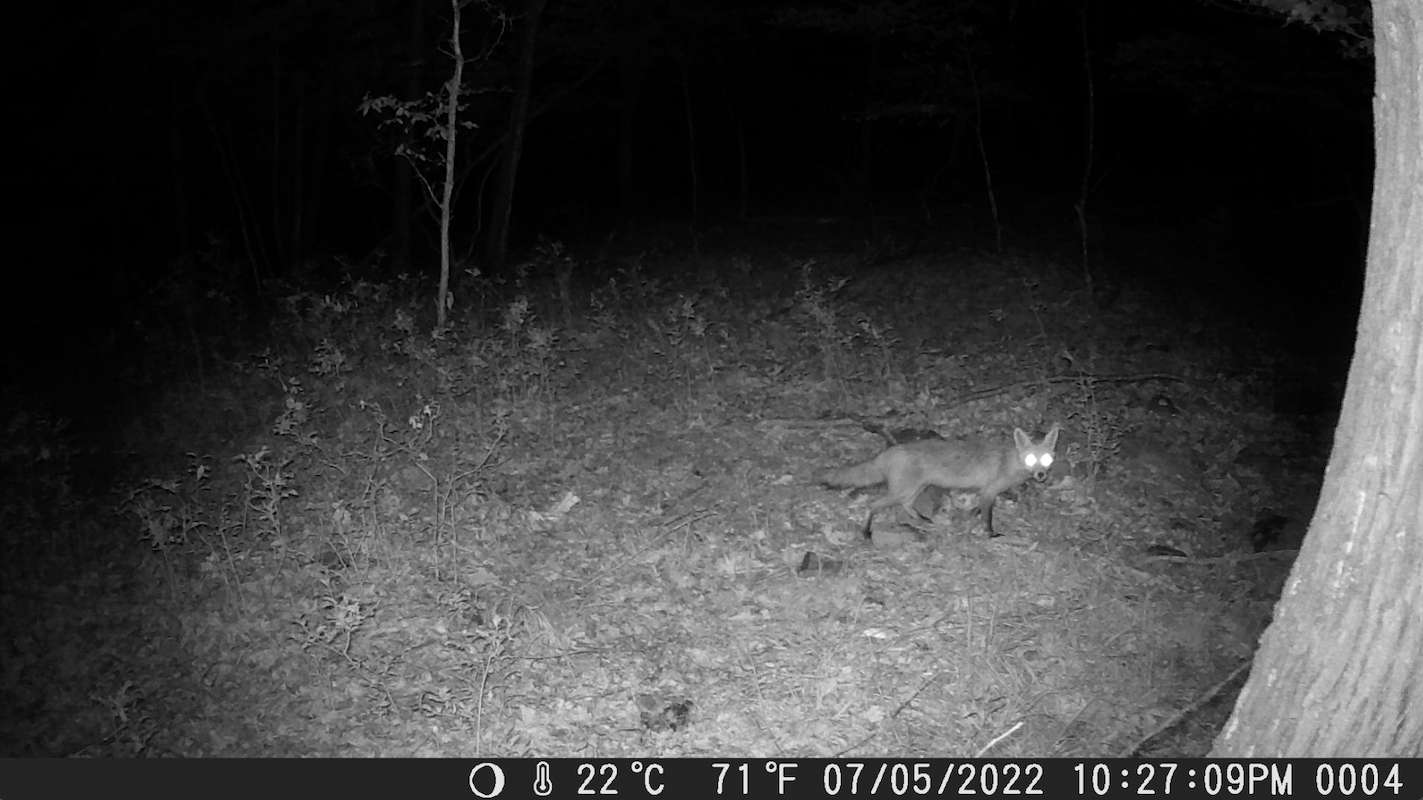 Coolife 20MP 4K video HD trail camera review - It’s fun to see what ...