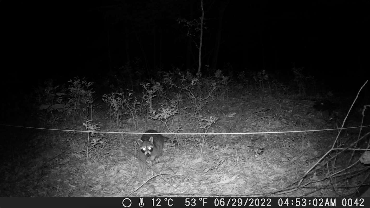 Coolife 20MP 4K video HD trail camera review - It’s fun to see what ...