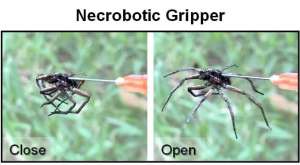 Necrobotics - Yep, it's a thing - The Gadgeteer