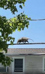 Coolife Hapimp 32MP Trail Camera review - The Gadgeteer