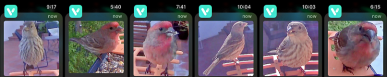 Birdkiss Smart Bird Feeder with Solar Panel review - AI tells you what ...