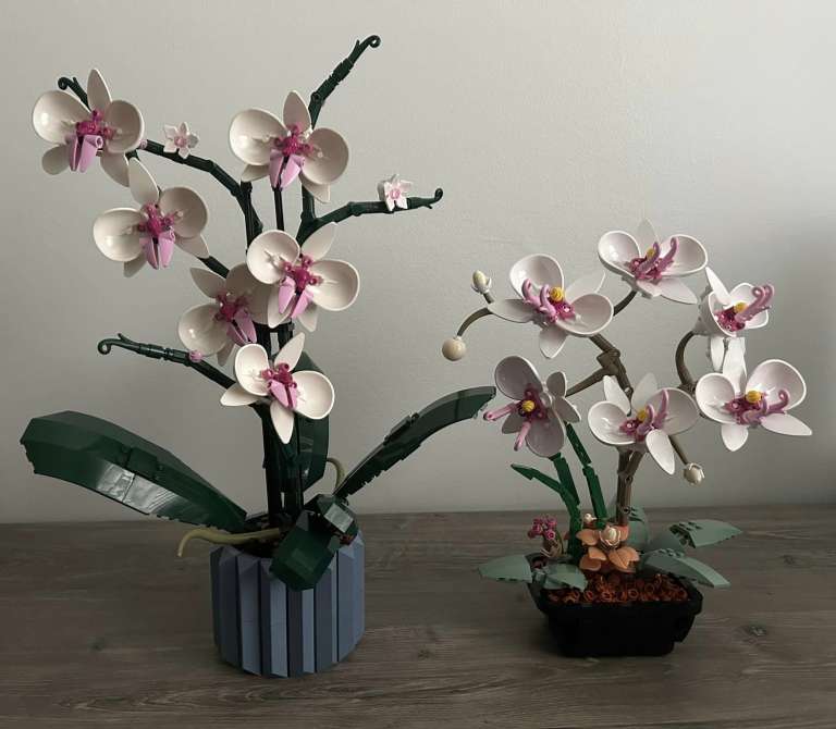 JMBricklayer Botanical Collection Butterfly Orchid review - flowers ...