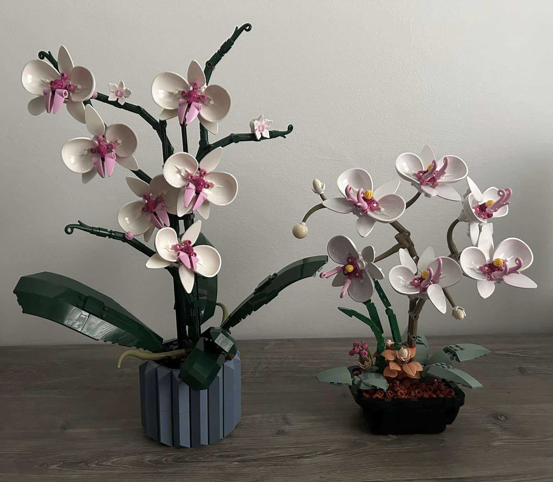 JMBricklayer Botanical Collection Butterfly Orchid review - flowers ...