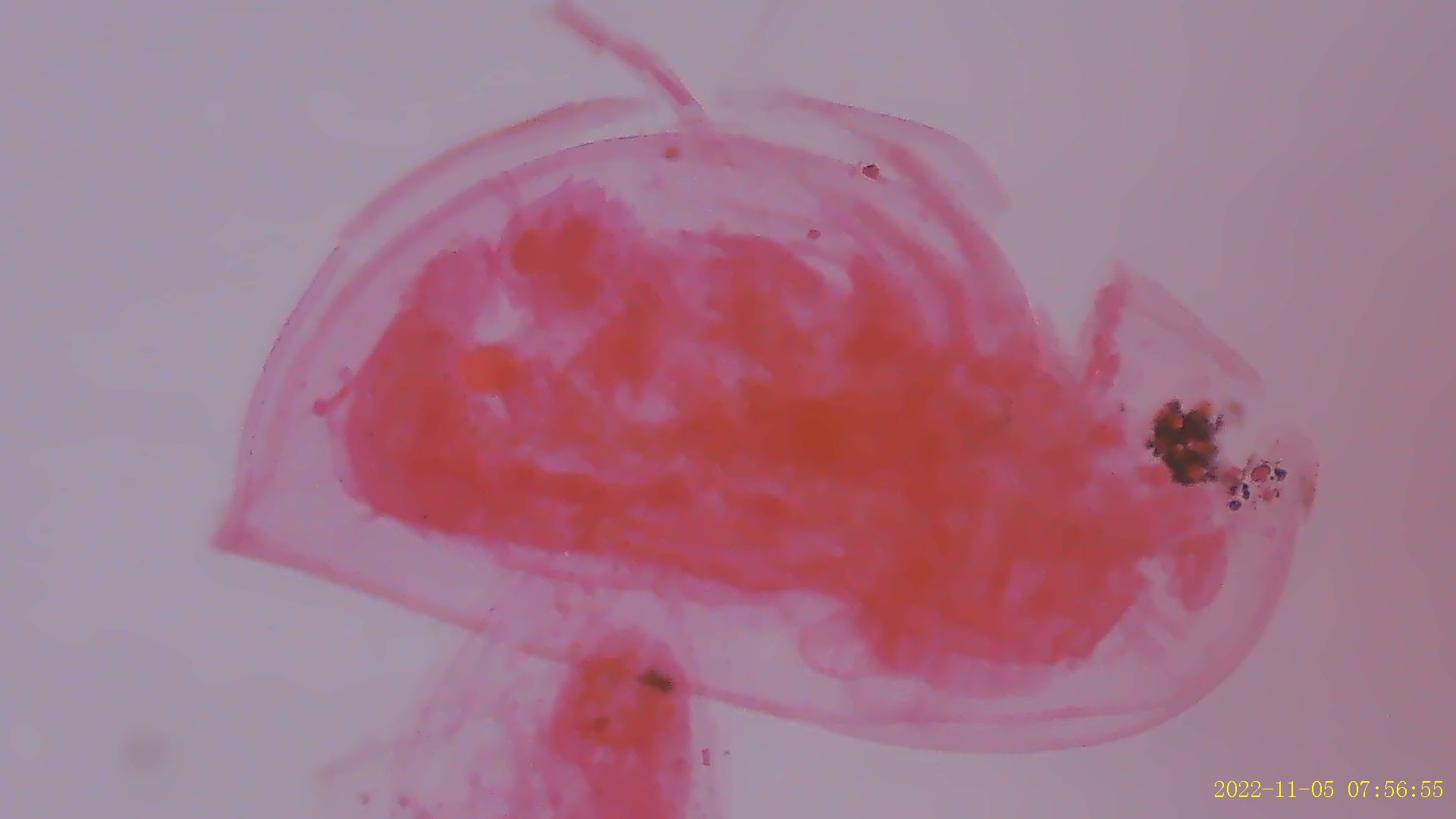 Apexel APL-MS003 digital microscope kit review - The Gadgeteer