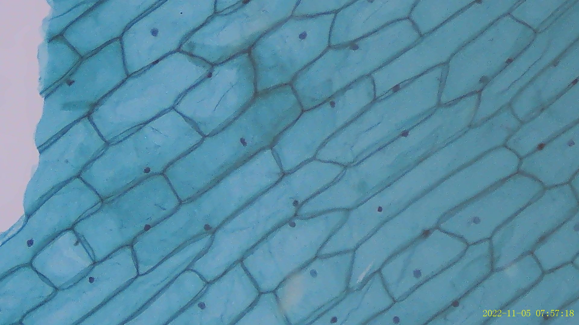 Apexel APL-MS003 digital microscope kit review - The Gadgeteer