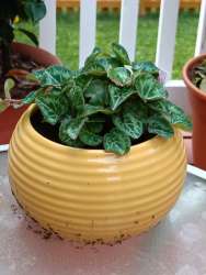 Unihertz Jelly Star smartphone review - Tiny toy or tremendous tool ...