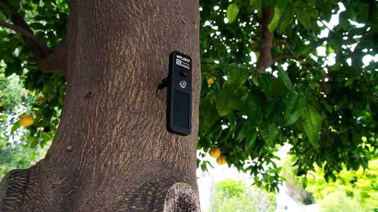 ePlant is a fitness tracker for trees! - The Gadgeteer