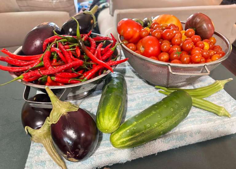 LetPot LPH-SE Hydroponics Growing System review - Grow food without a ...