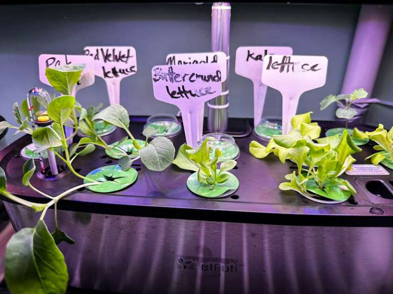 LetPot LPH-SE Hydroponics Growing System review - Grow food without a ...