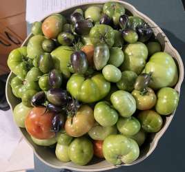 Auk indoor gardening system review - The Gadgeteer