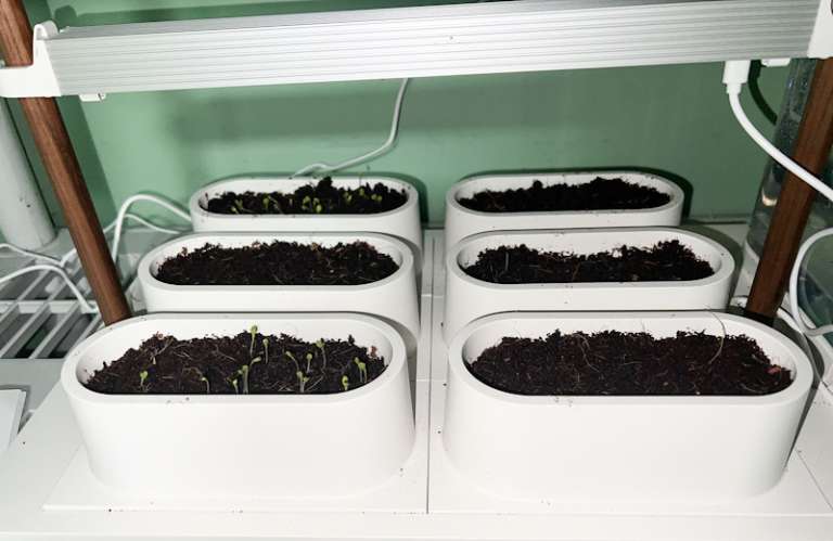 Auk indoor gardening system review - The Gadgeteer