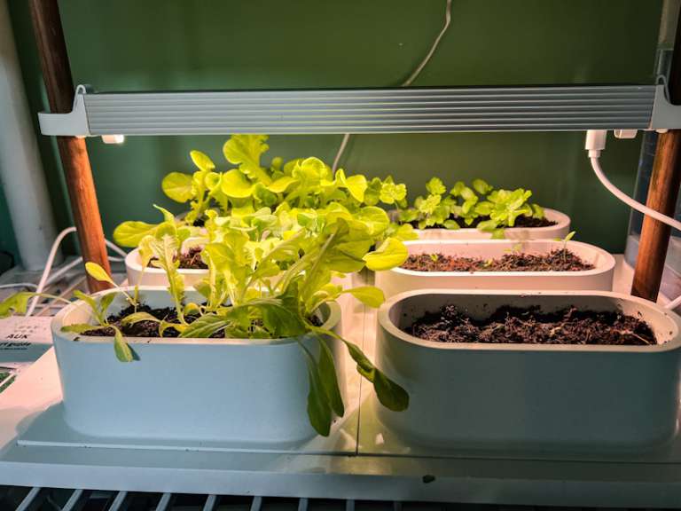 Auk indoor gardening system review - The Gadgeteer