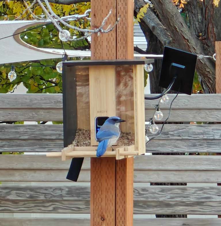 Birdfy Feeder Bamboo review - easily observe feathered friends while ...