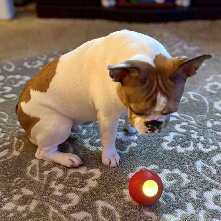 Cheerble Wicked Bone & Wicked Ball PE dog toys reviews - Fun for you ...