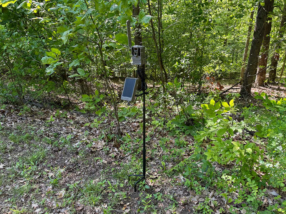 Tactacam Reveal X-Pro cellular trail camera review - Critters will ...