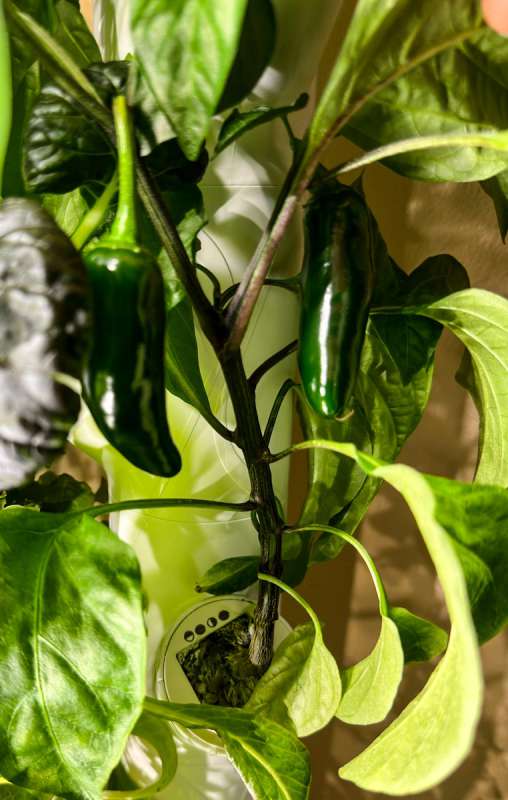 Gardyn Home Kit 4.0 review - Indoor gardening made smart, easy and ...