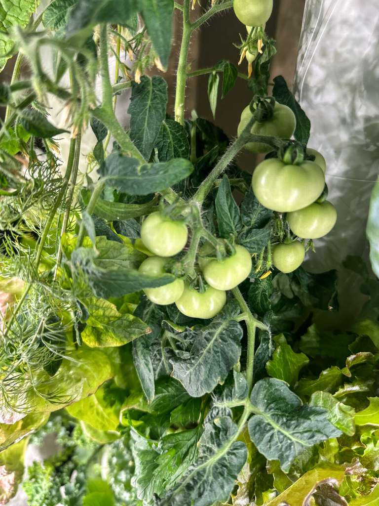 Gardyn Home Kit 4.0 review - Indoor gardening made smart, easy and ...