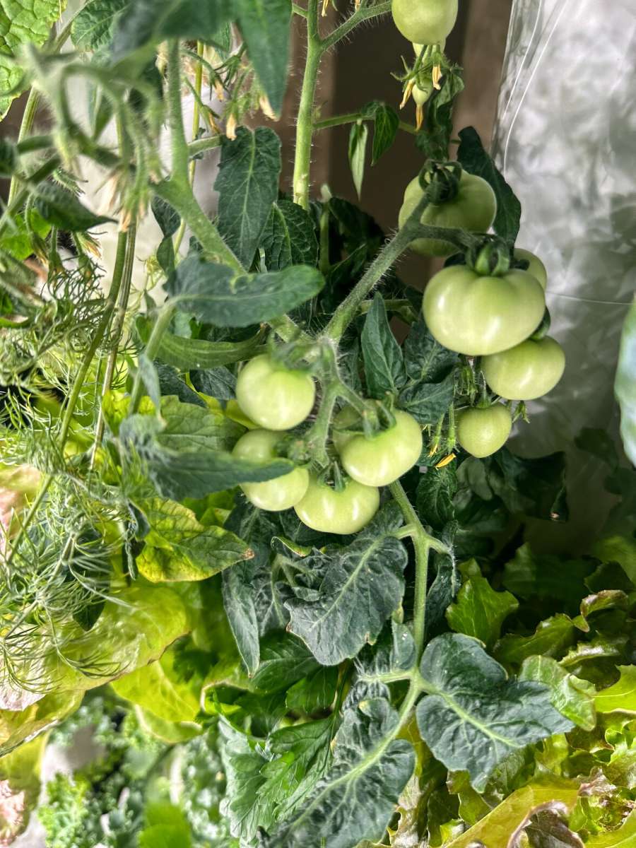 Gardyn Home Kit 4.0 review - Indoor gardening made smart, easy and ...