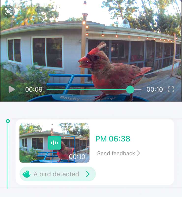 Onlyfly Bird Feeder Cam review – A feeder AND camera for birds—and ...