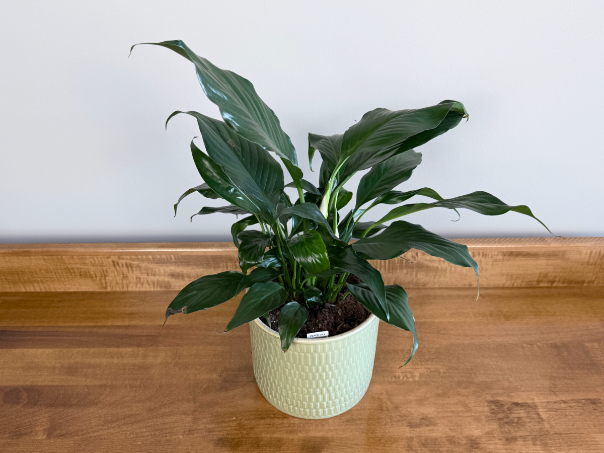 How effective is Apple Intelligence at identifying house plants? - The ...