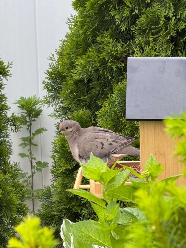 VINGUYS Smart Bird Feeder V-Feeder Bamboo review - The Gadgeteer